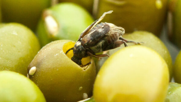Investigating Diet and Metabolism in Bean Beetles