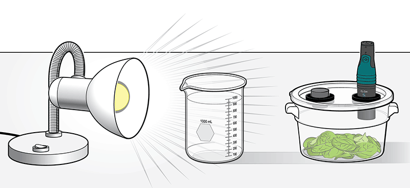 Photosynthesis and Respiration (O 2 ) > Experiment 12C from ...