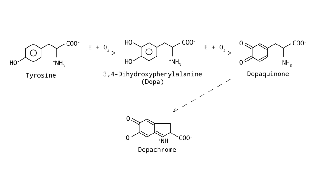 Analysis of Enzymes using Tyrosinase > Experiment 8 from Investigating ...