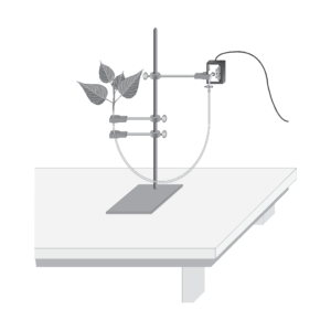 Measurement of transpiration rates using potometers - Vernier