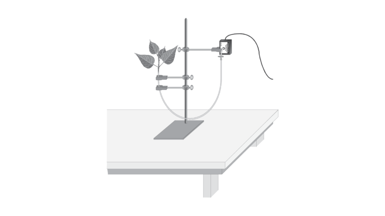 Transpiration > Experiment 10 from Biology with Vernier
