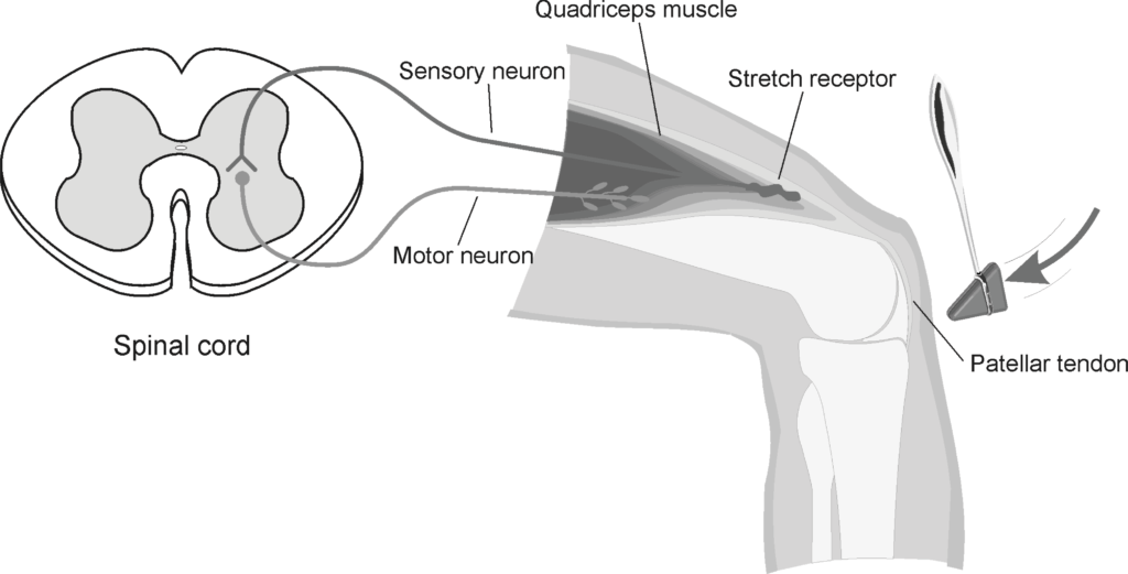 Neuromuscular Reflexes (with Accelerometer) > Experiment 14A from Human ...