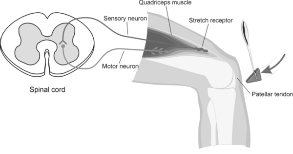 Simple Neuromuscular Reflexes > Experiment 4 from Human Physiology ...