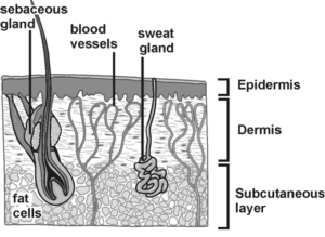 Blood Flow and Skin Temperature > Experiment 9 from Human Physiology ...