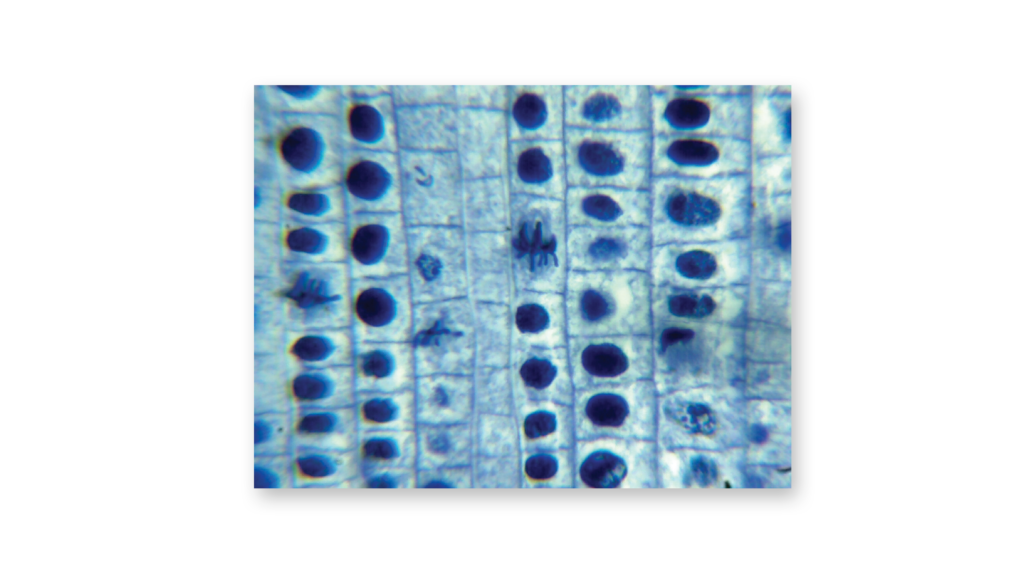 ProScope HR Digital Microscope Kits - Vernier