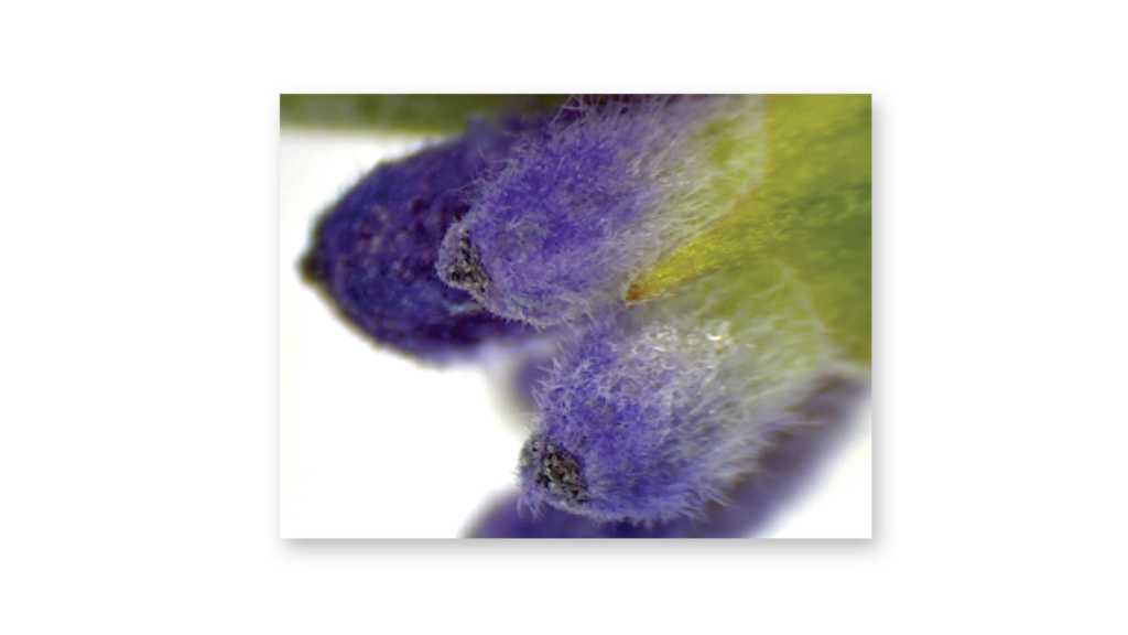 Celestron Digital Microscope Imagers - Vernier